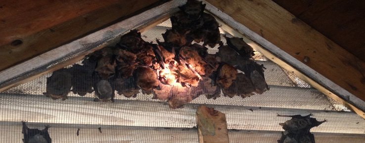 Bat Removal & Control - Southern Wildlife Management