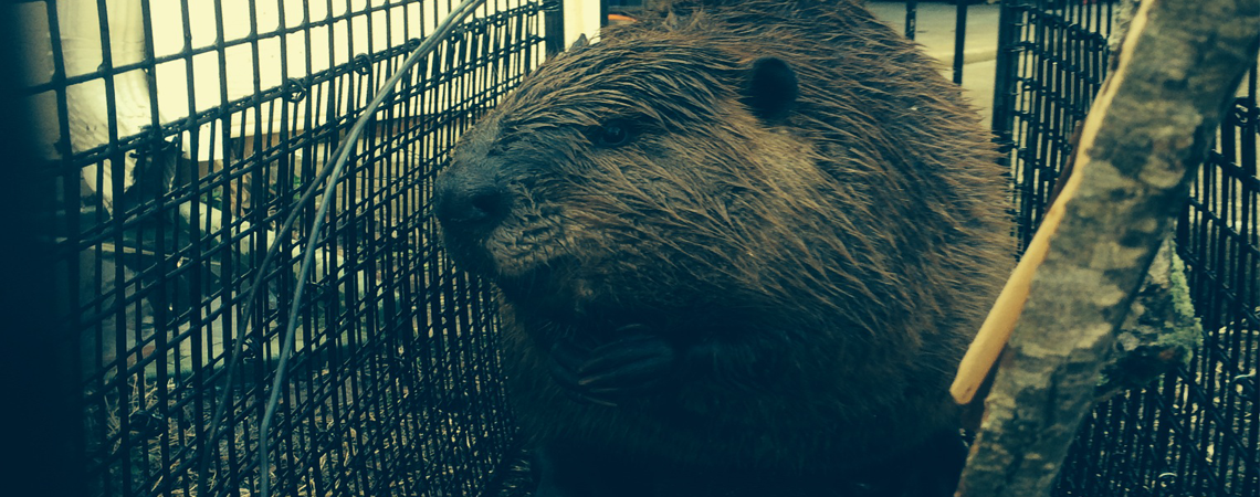 Beaver Trapping & Removal in North Georgia -Humane Nuisance Wildlife ...