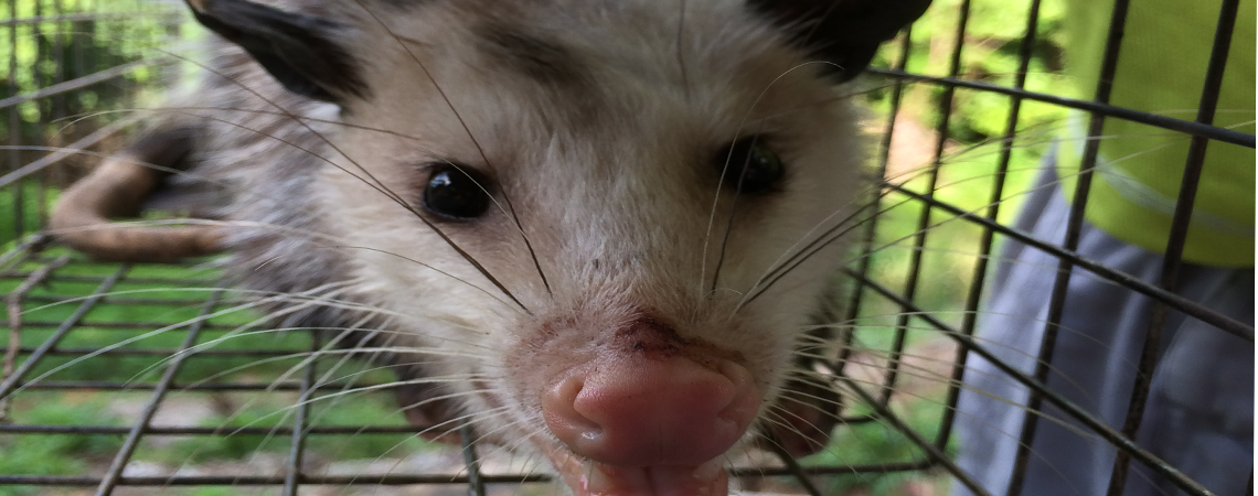 Possum-Trapping—Possum-Re - Southern Wildlife Management