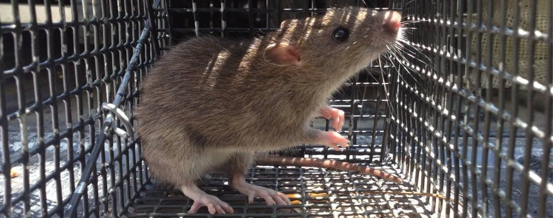 Rat Trapping - Rat Control from Alpharetta to Dawsonville