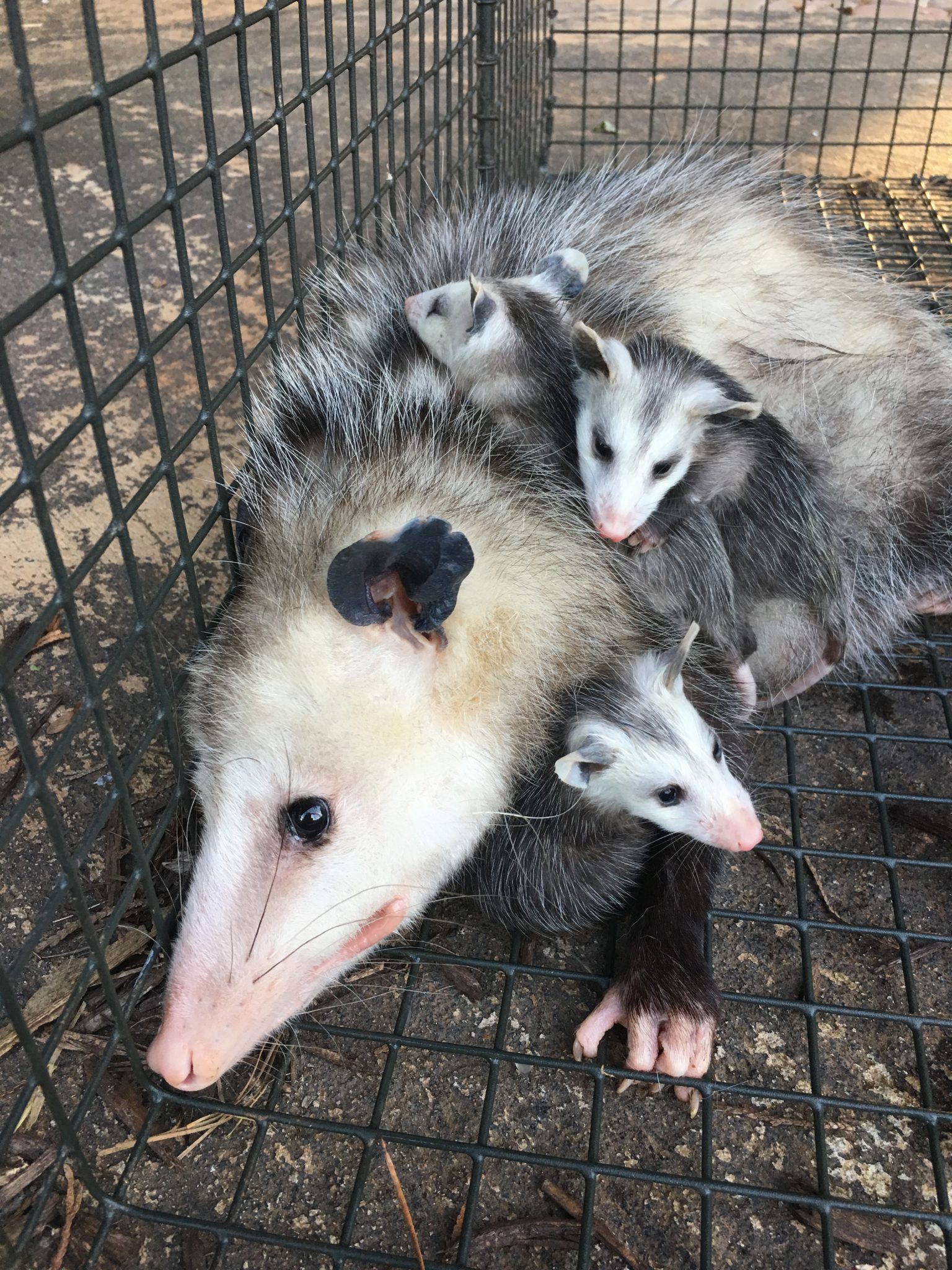 Affordable Possum Trapping - from Alpharetta to Dawsonville