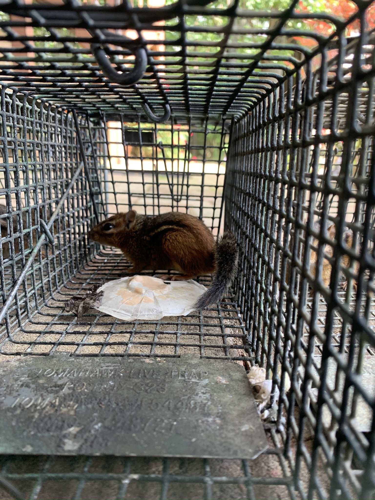 Economical Chipmunk Trapping - Chipmunk Control