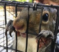 squirrel biting - Southern Wildlife Management