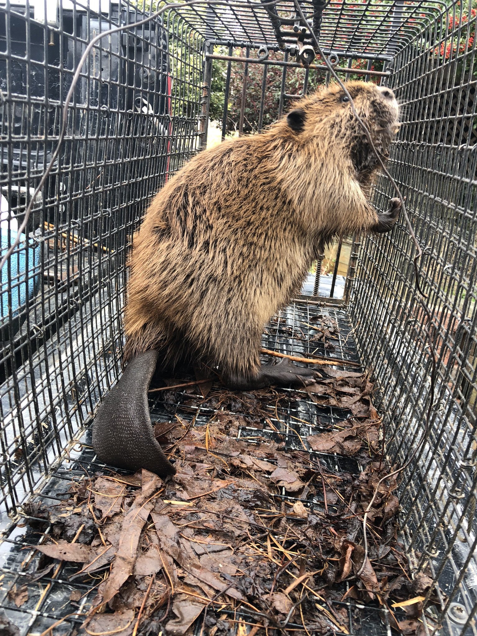 Affordable Beaver Trapping Services - Licensed Professionals