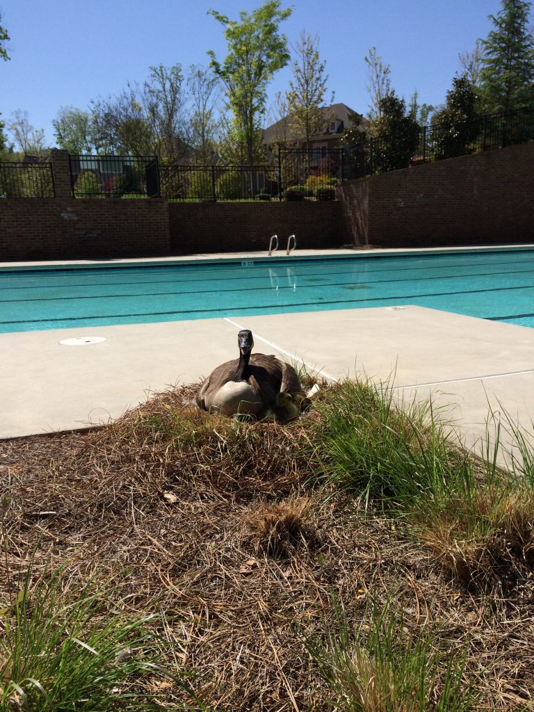 Goose Removal - Goose Hazing Services - Goose Control