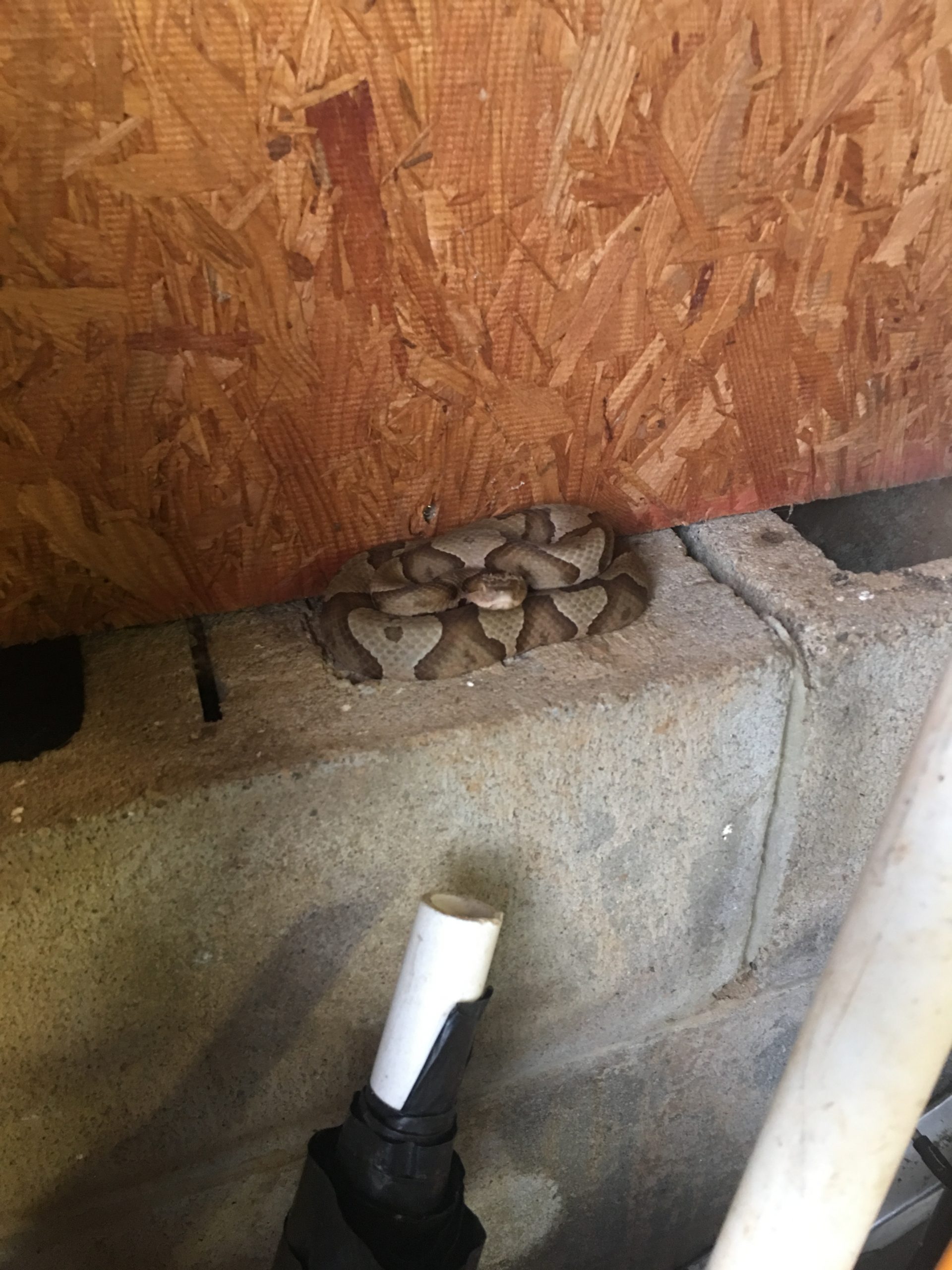 Humane Snake Removal from Alpharetta to Dawsonville